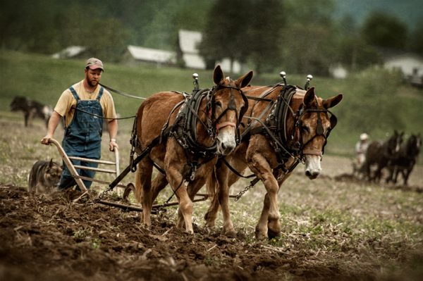 Yes, Human & Animal Powered Agriculture can Feed the World - Kade Wilkinson